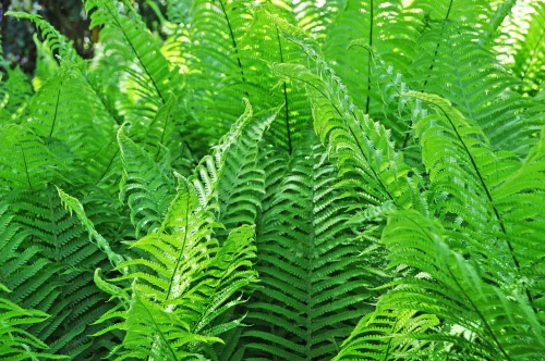 Em Quais Situações O Polypodium Leucotomos Pode Ser Útil Na ...